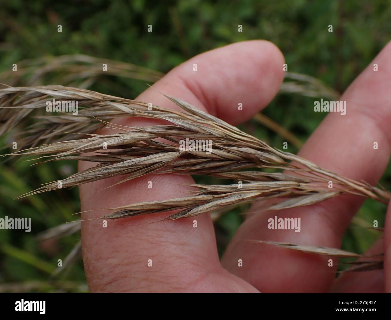 Upright Brome (Bromus erectus) Plantae Stock Photo - Alamy