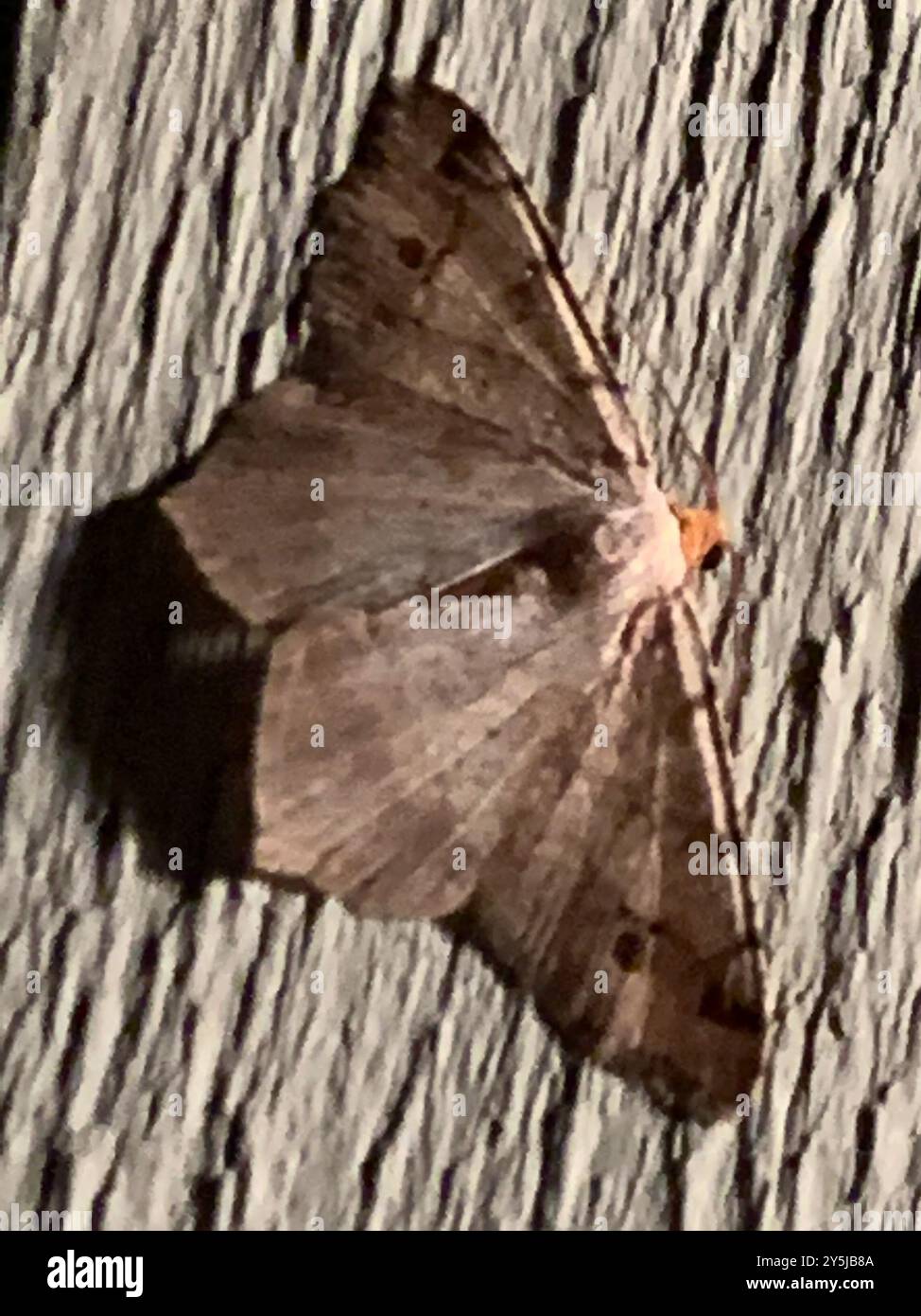 Red-headed Inchworm Moth (Macaria bisignata) Insecta Stock Photo - Alamy