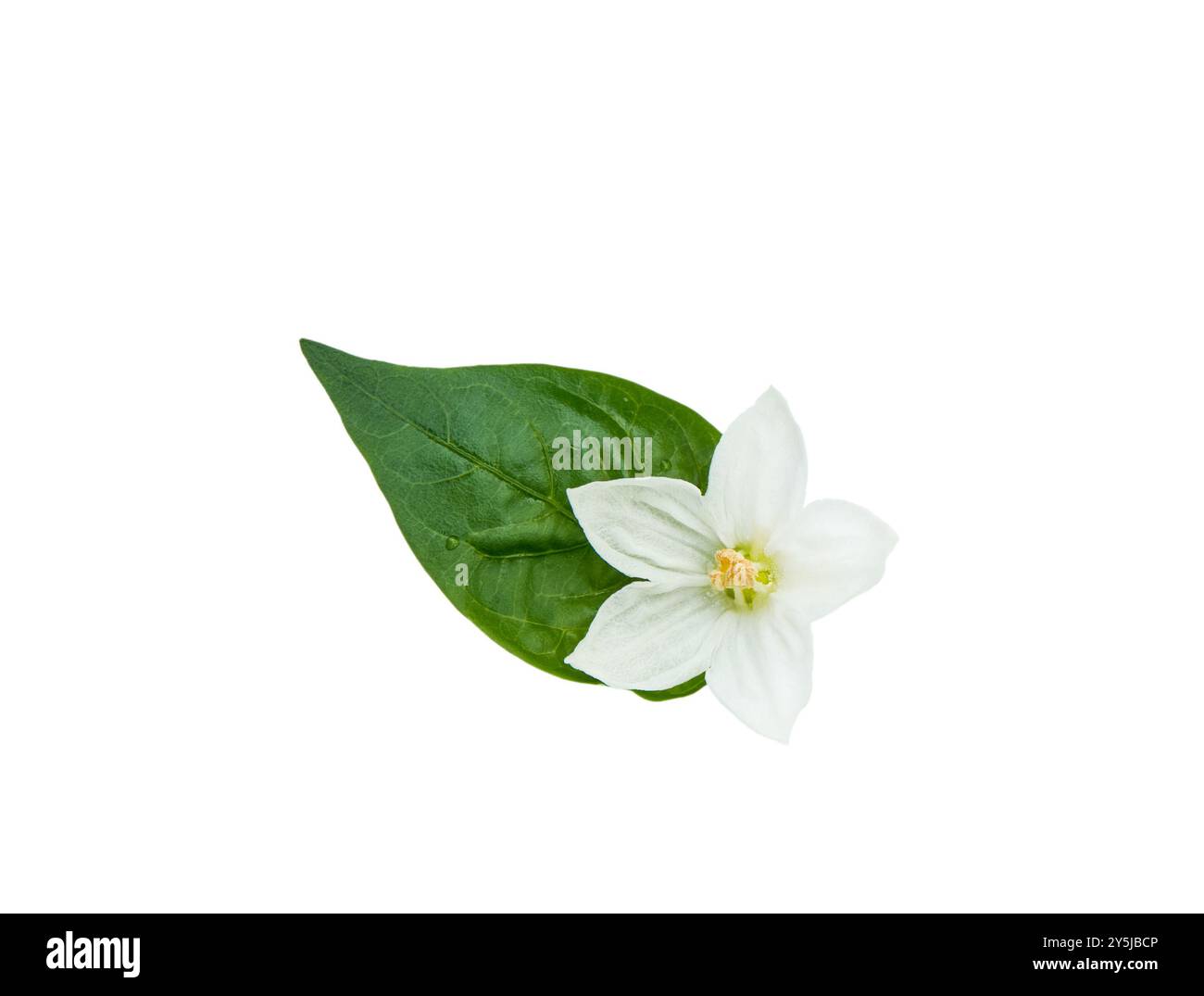 Young Pepper stem leaf and flower organic isolated on white background ...