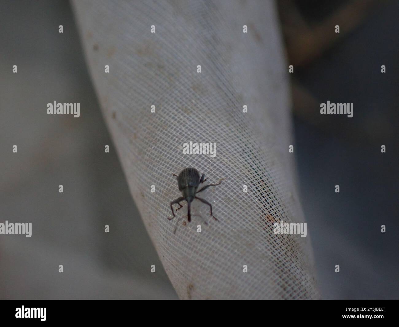 Strawberry blossom weevil (Anthonomus rubi) Insecta Stock Photo - Alamy