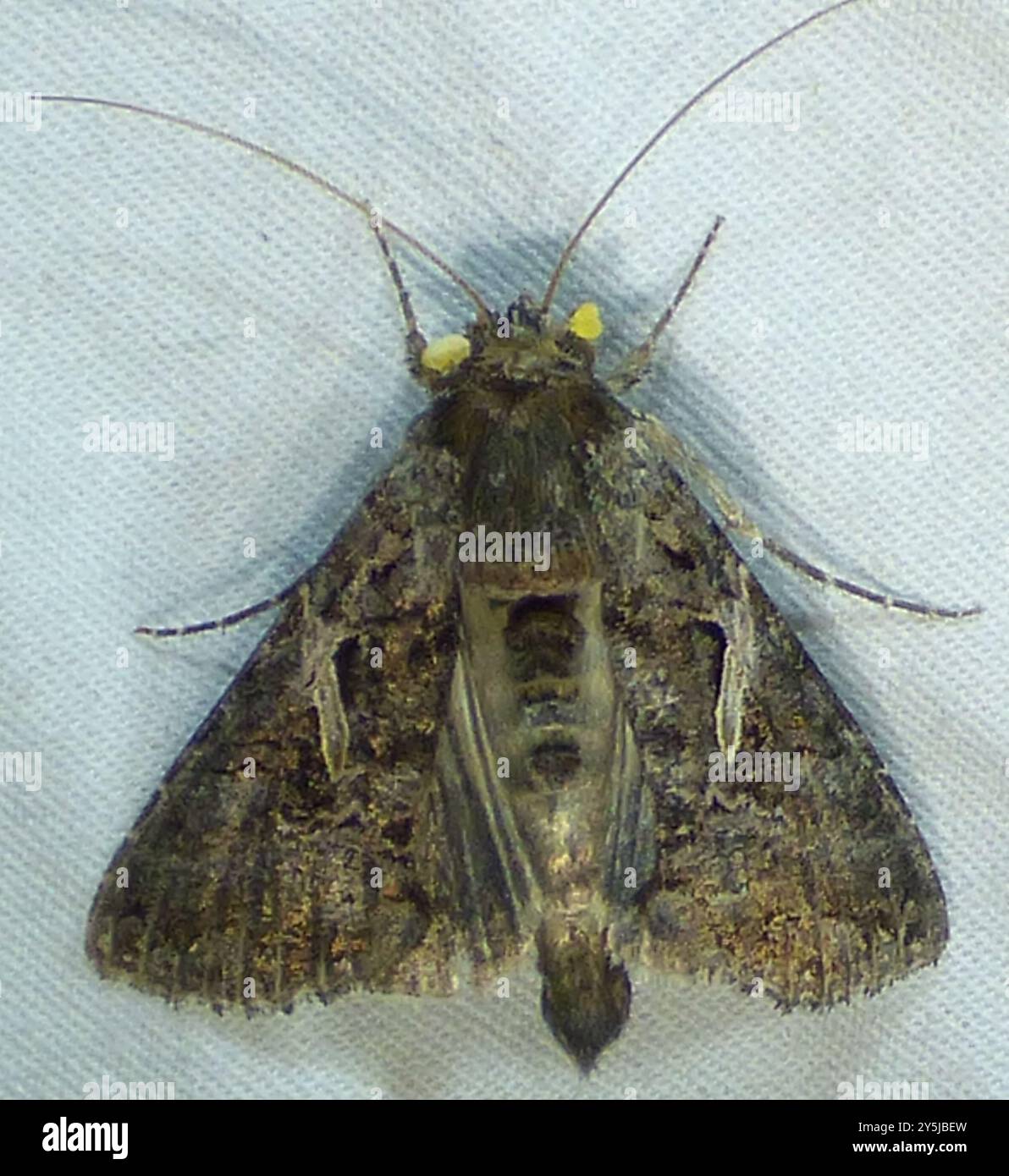 Sharp-stigma Looper Moth (Ctenoplusia oxygramma) Insecta Stock Photo ...