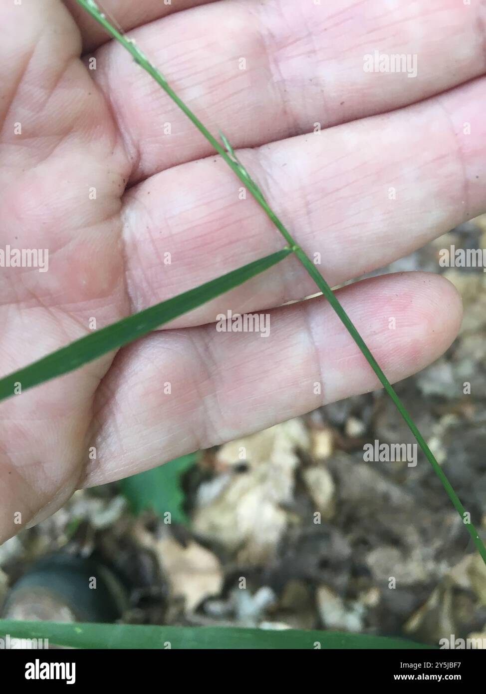 Slim-flower Muhly (Muhlenbergia tenuiflora) Plantae Stock Photo - Alamy