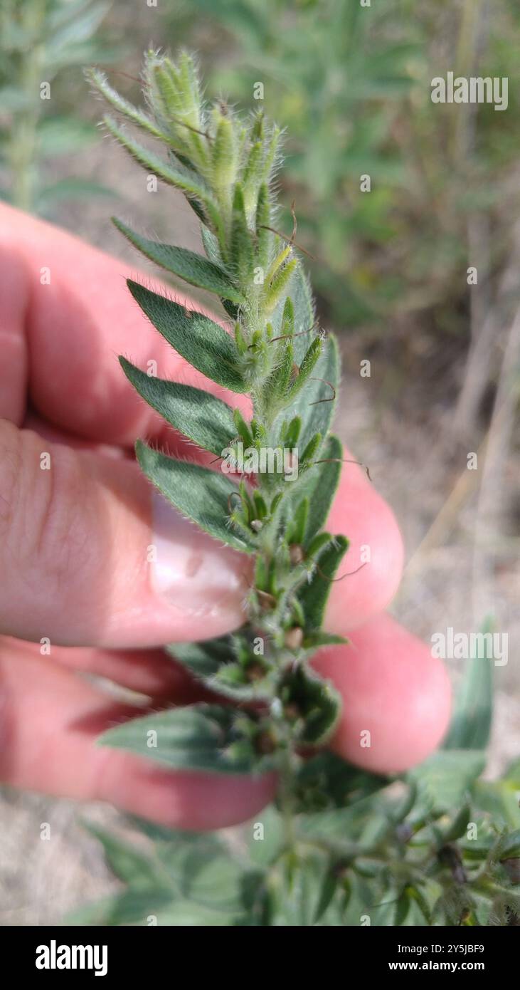 stoneseeds, puccoons, and gromwells (Lithospermum) Plantae Stock Photo ...
