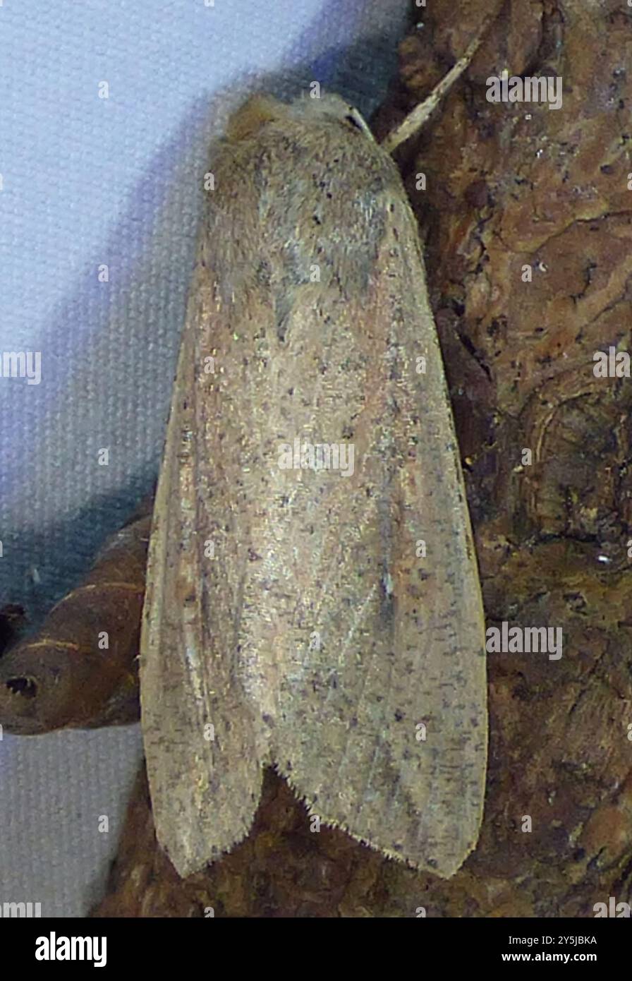 White-speck Moth (Mythimna unipuncta) Insecta Stock Photo - Alamy