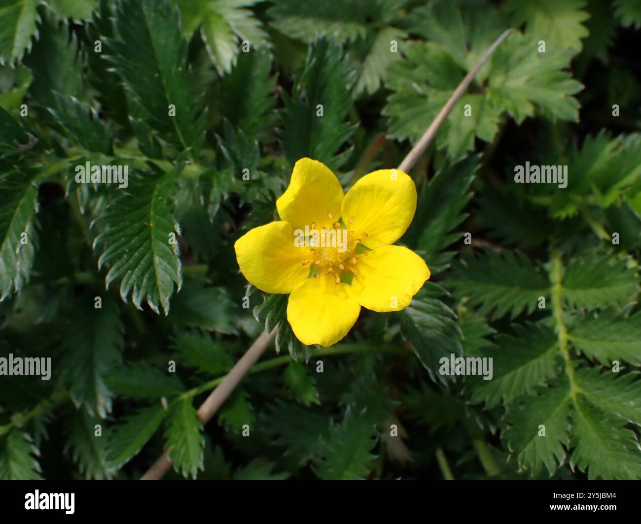 common silverweed (Argentina anserina) Plantae Stock Photo - Alamy
