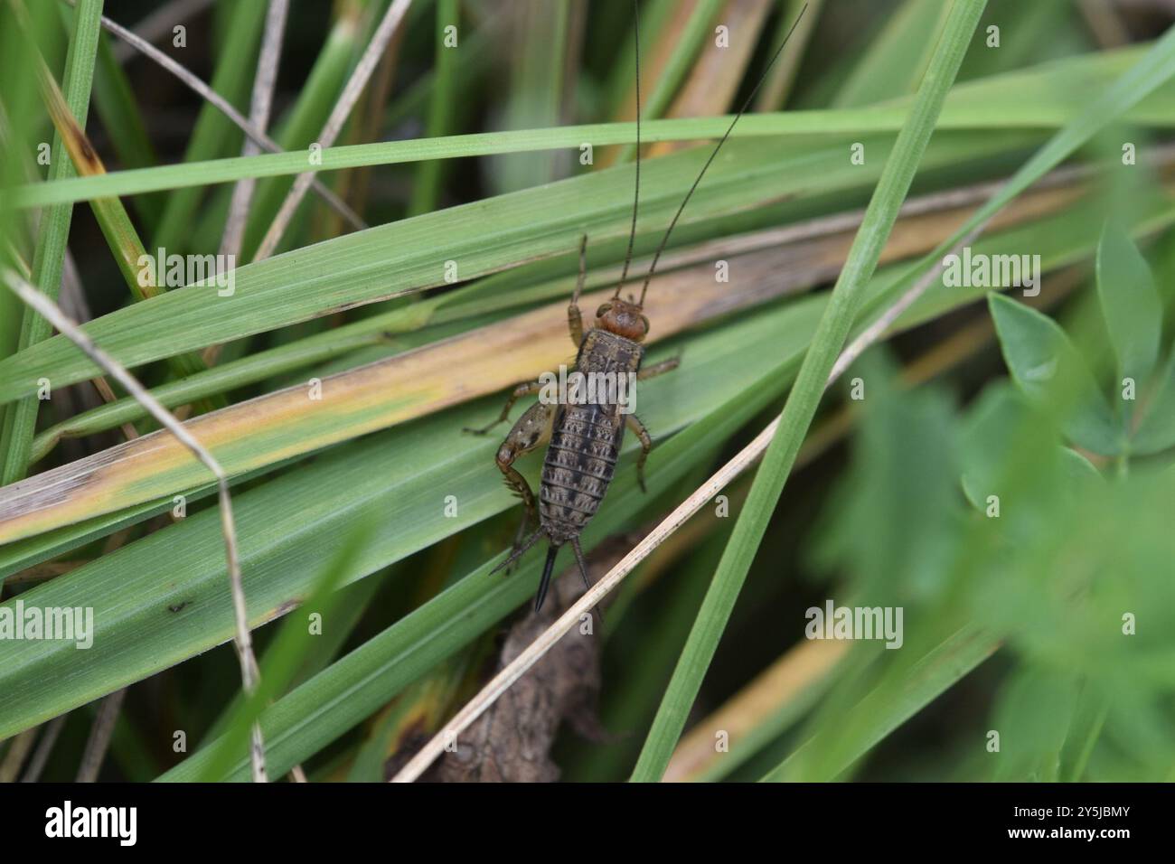 Robust Ground Crickets (Allonemobius) Insecta Stock Photo - Alamy
