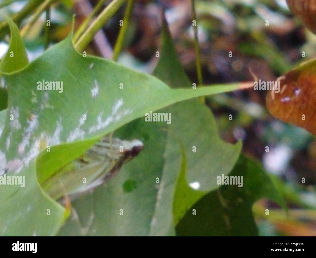 Box Tree Moth (Cydalima perspectalis) Insecta Stock Photo - Alamy