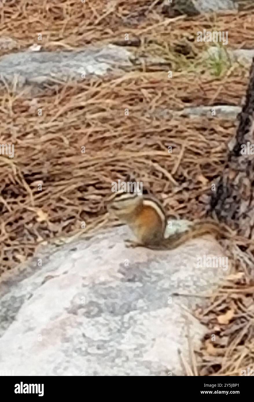 Gray-collared Chipmunk (Neotamias cinereicollis) Mammalia Stock Photo ...
