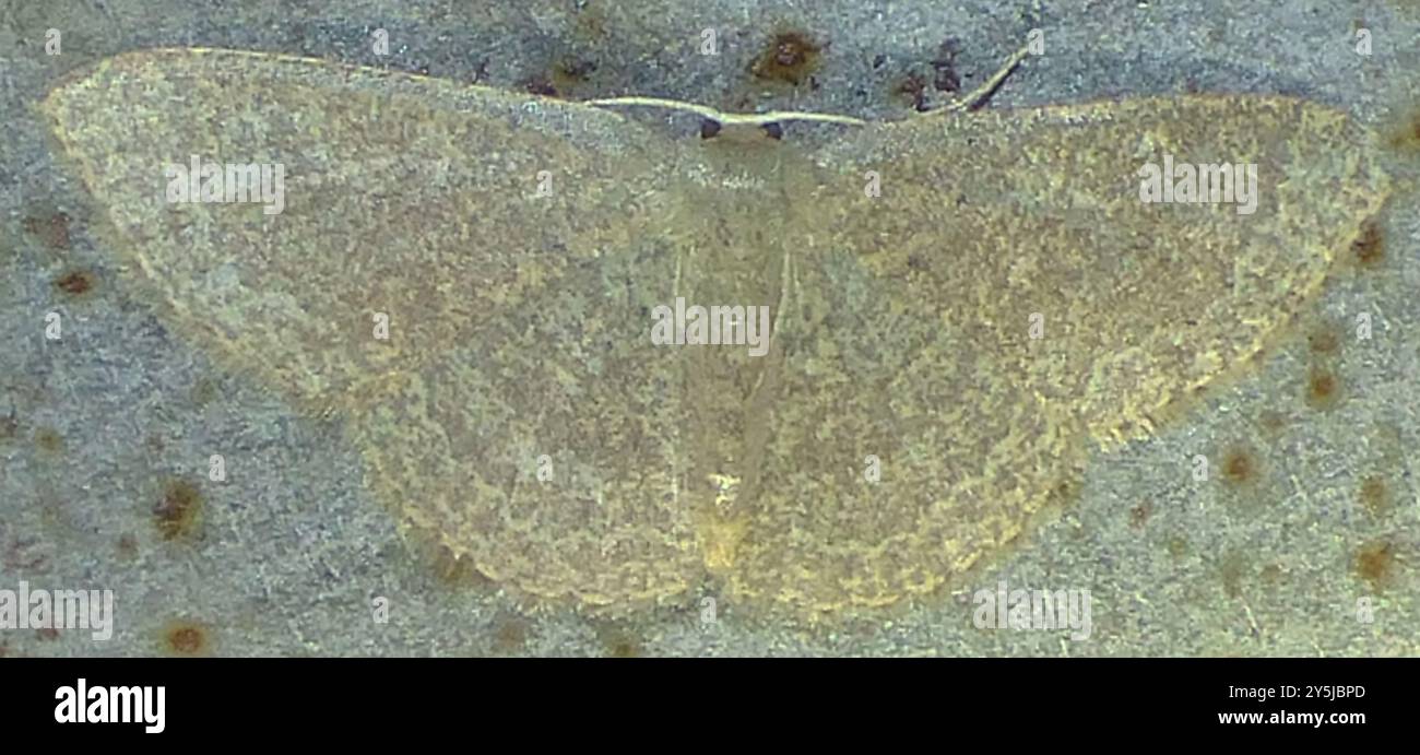 Common Tan Wave (Pleuroprucha insulsaria) Insecta Stock Photo - Alamy