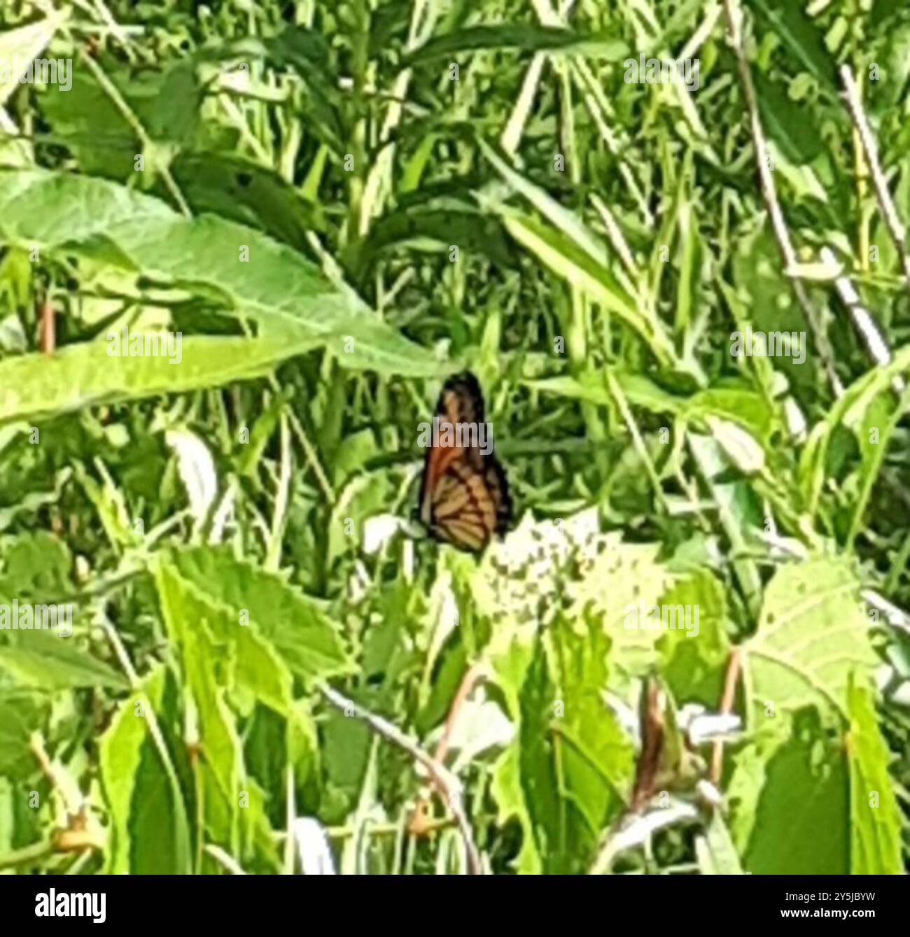 Viceroy (Limenitis archippus) Insecta Stock Photo - Alamy
