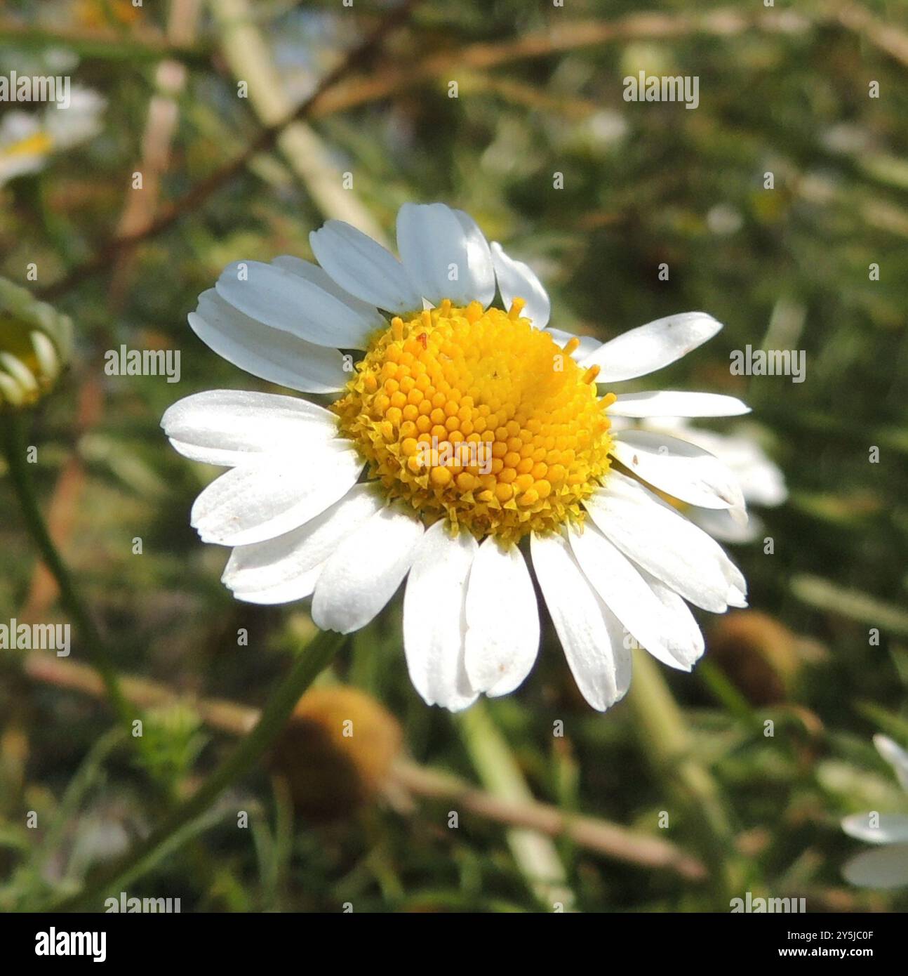 scentless mayweed (Tripleurospermum inodorum) Plantae Stock Photo - Alamy