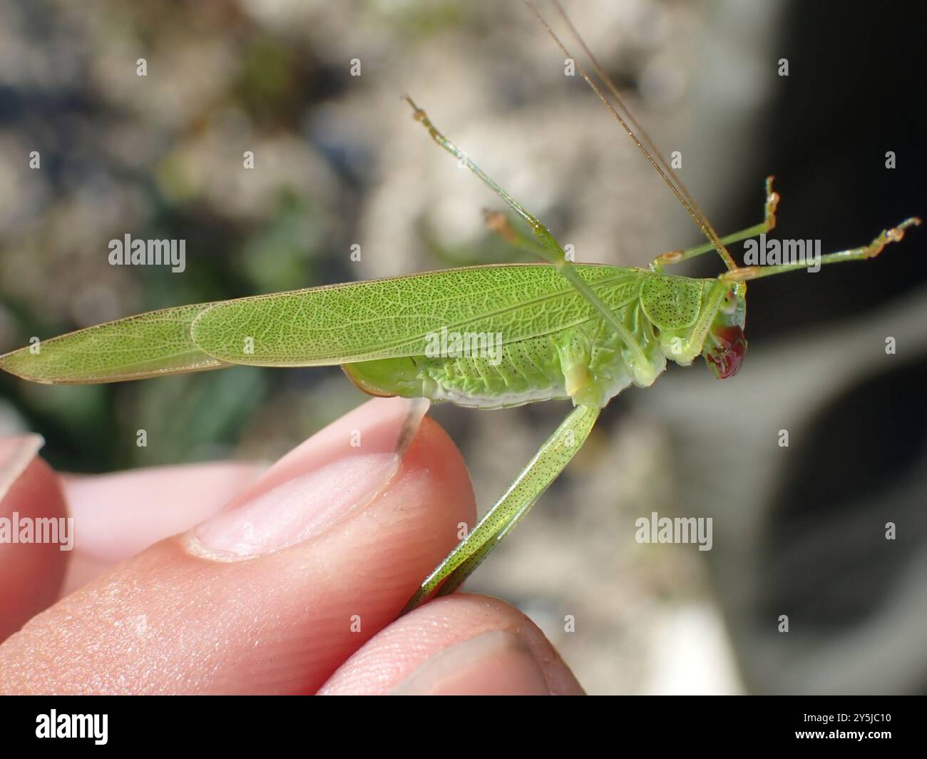 Sickle-bearing Bush-cricket (Phaneroptera falcata) Insecta Stock Photo ...