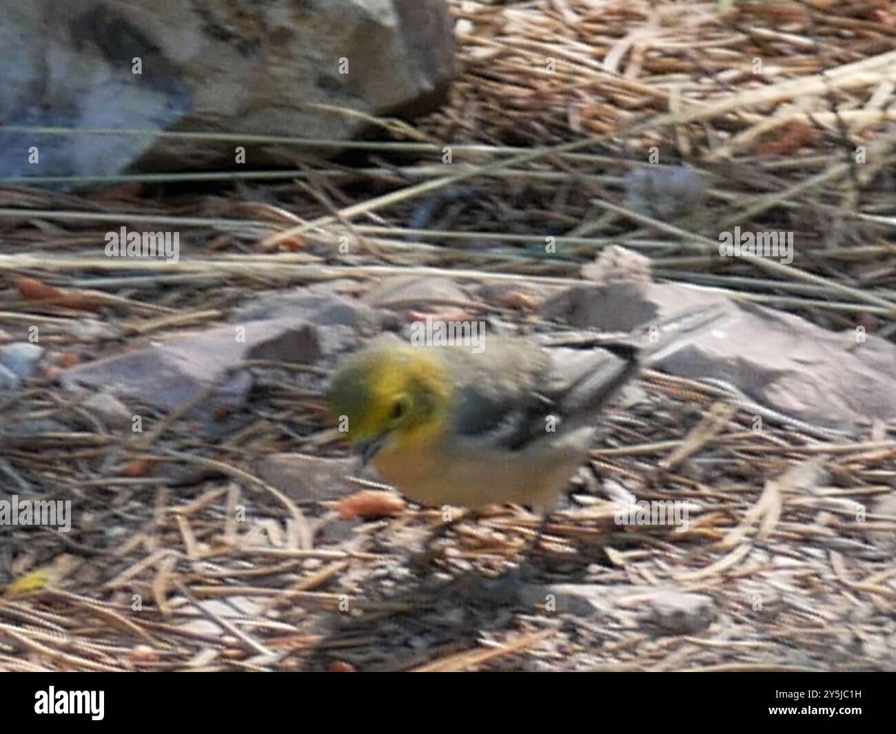Hermit Warbler (Setophaga occidentalis) Aves Stock Photo - Alamy