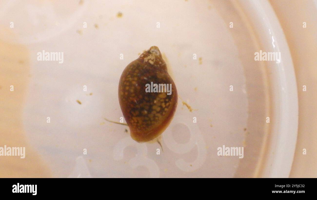 Bladder Snails (Physidae) Mollusca Stock Photo - Alamy
