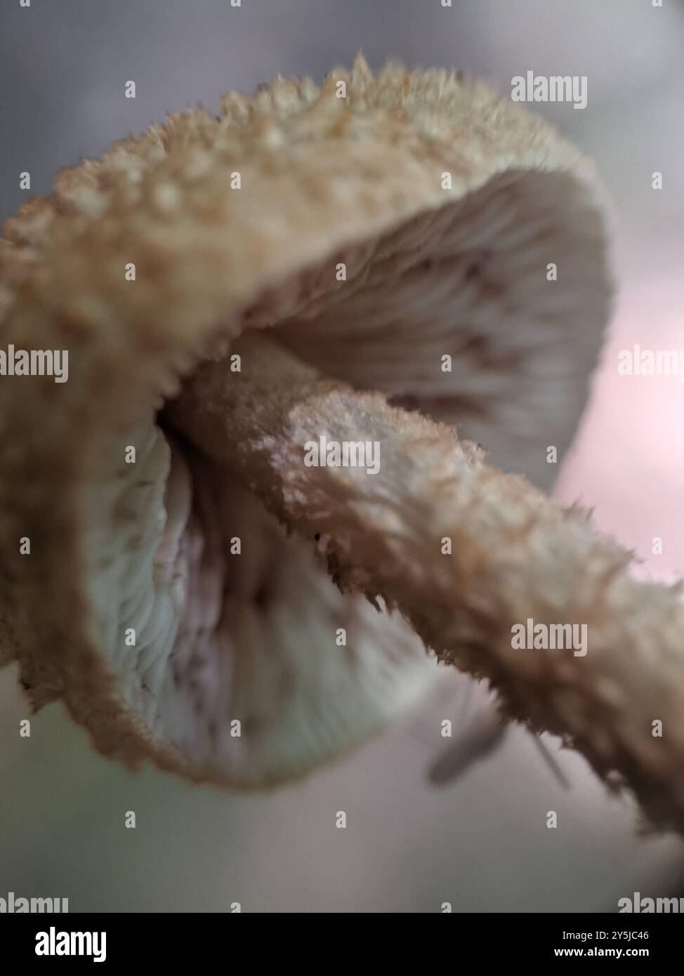 Fibercaps and Allies (Inocybaceae) Fungi Stock Photo - Alamy