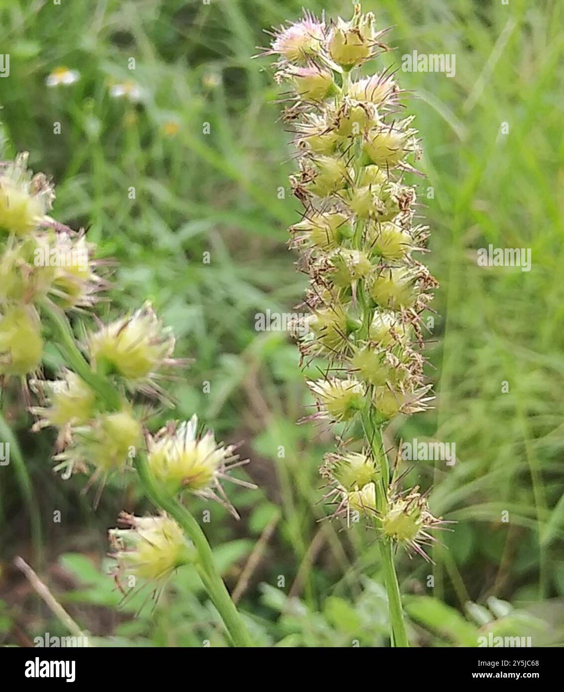 Southern Sandbur (Cenchrus echinatus) Plantae Stock Photo - Alamy