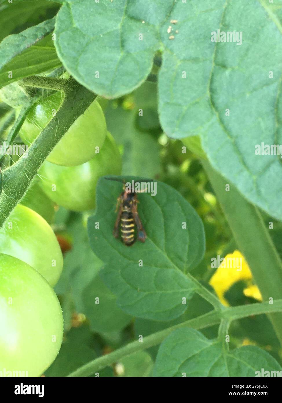 Raspberry Crown Borer (Pennisetia marginatum) Insecta Stock Photo - Alamy
