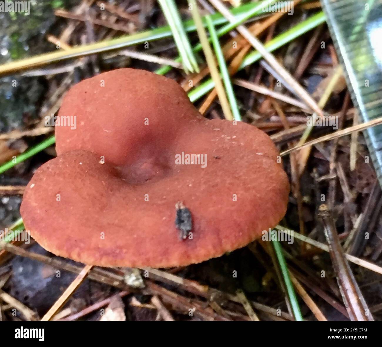 Candy Cap (Lactarius rubidus) Fungi Stock Photo - Alamy