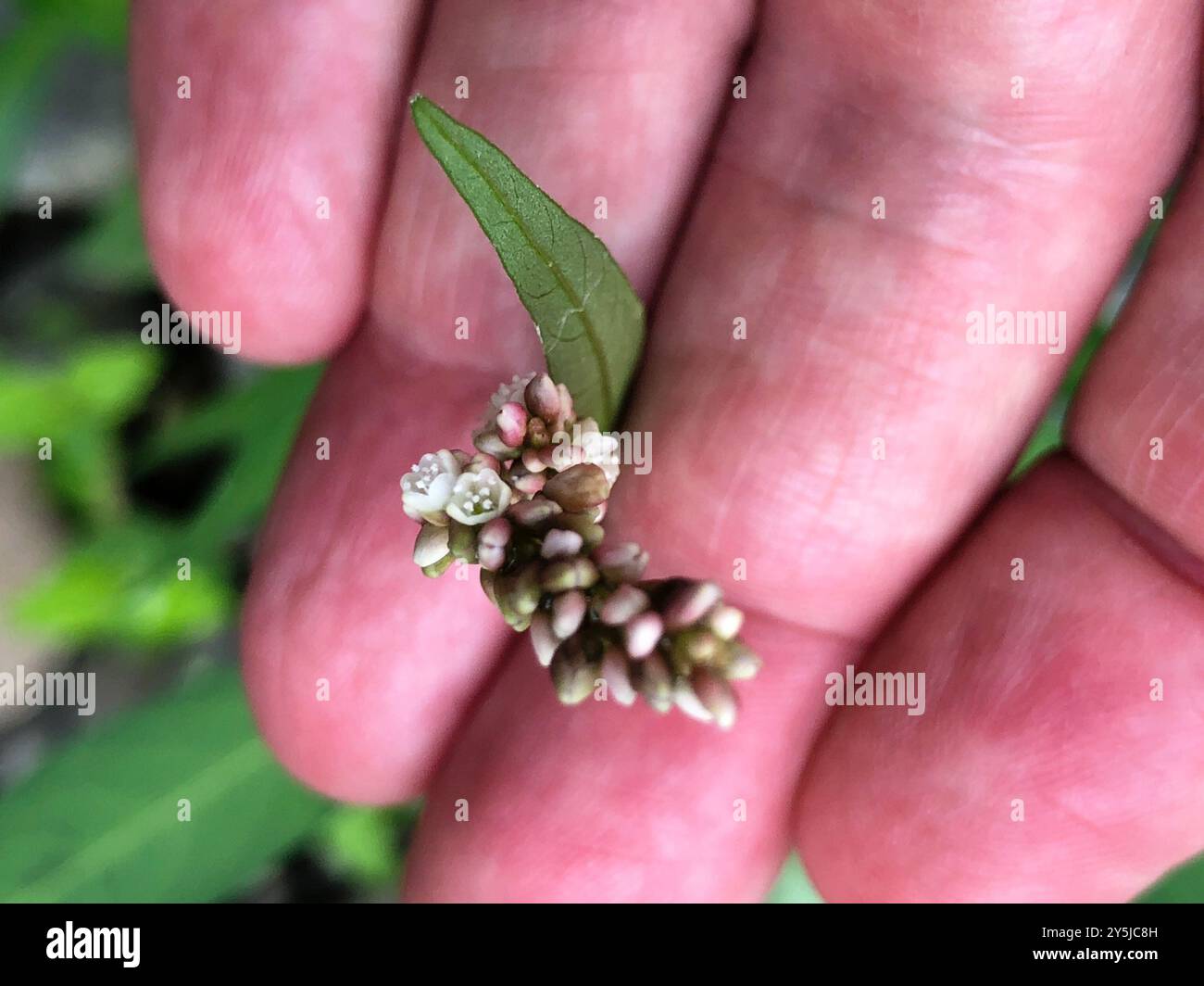 low smartweed (Persicaria longiseta) Plantae Stock Photo - Alamy
