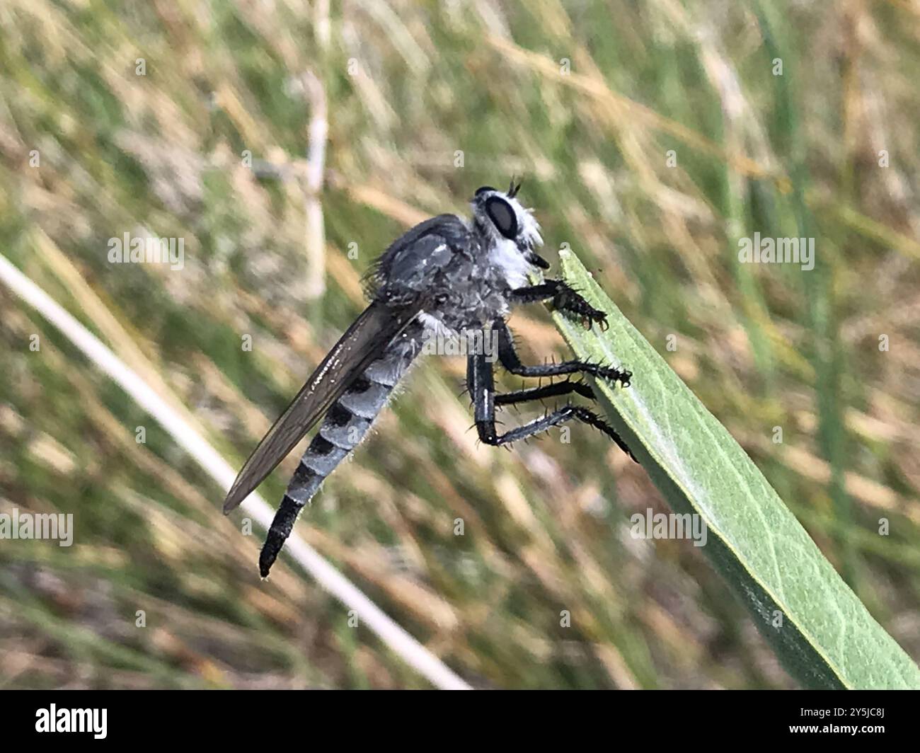 Giant Robber Flies (Promachus) Insecta Stock Photo - Alamy