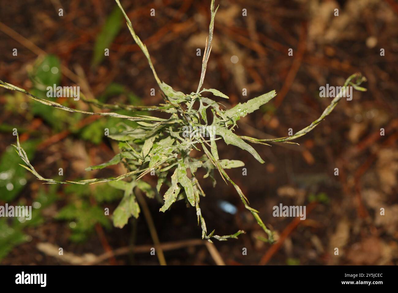 (Erysiphe cruciferarum) Fungi Stock Photo - Alamy