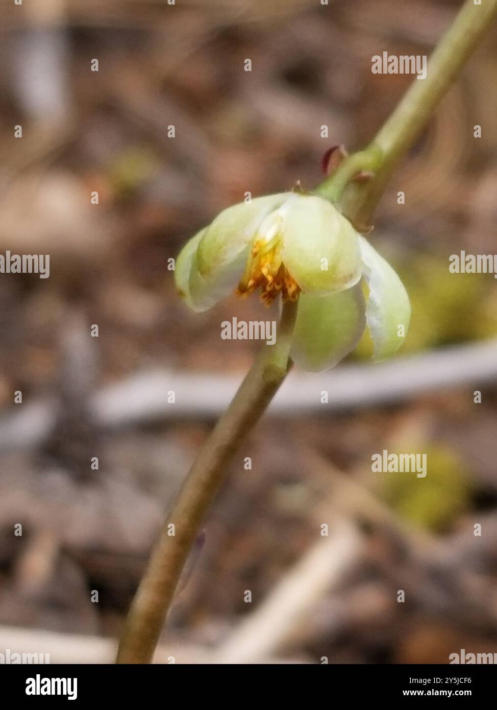 white-veined wintergreen (Pyrola picta) Plantae Stock Photo - Alamy