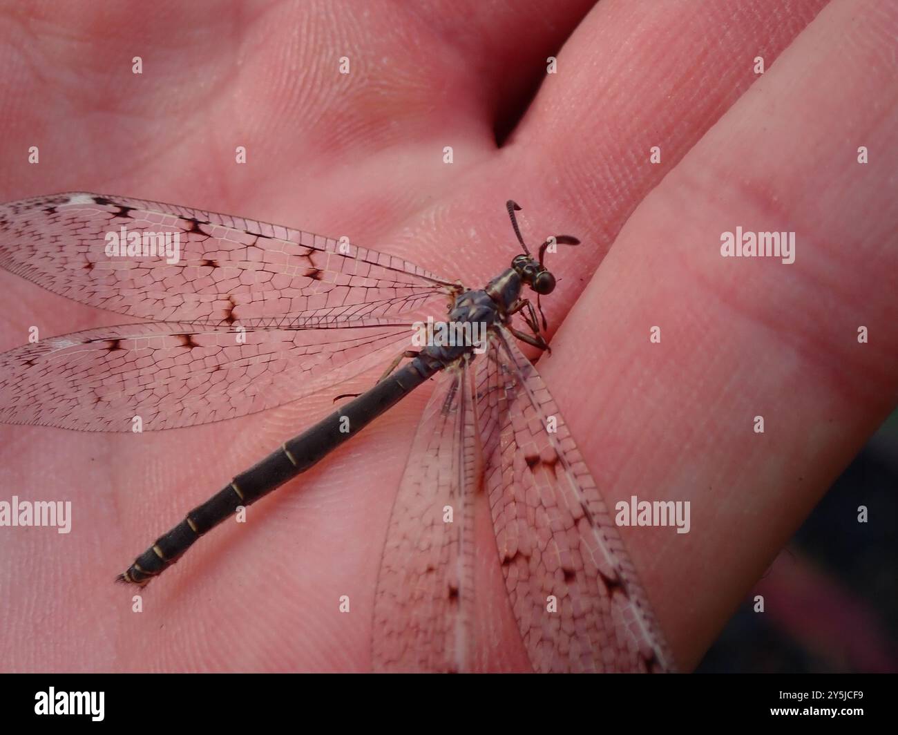 Spotted-wing antlion (Euroleon nostras) Insecta Stock Photo - Alamy