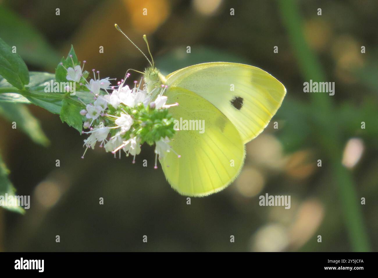 Garden Whites (Pieris) Insecta Stock Photo - Alamy