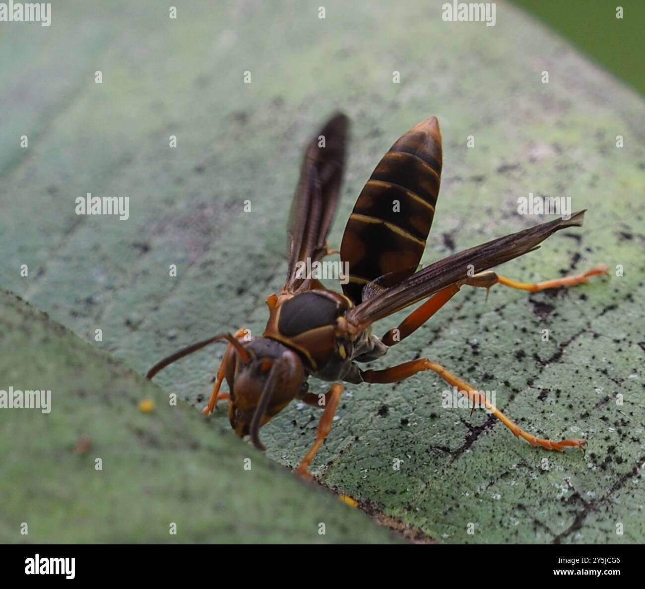 Northern Paper Wasp (Polistes fuscatus) Insecta Stock Photo - Alamy