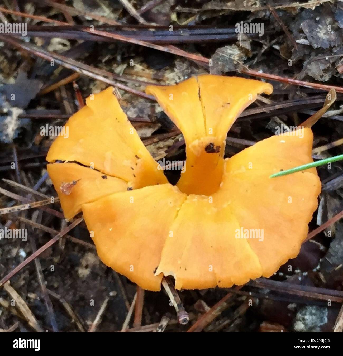 flame trumpet (Craterellus ignicolor) Fungi Stock Photo - Alamy