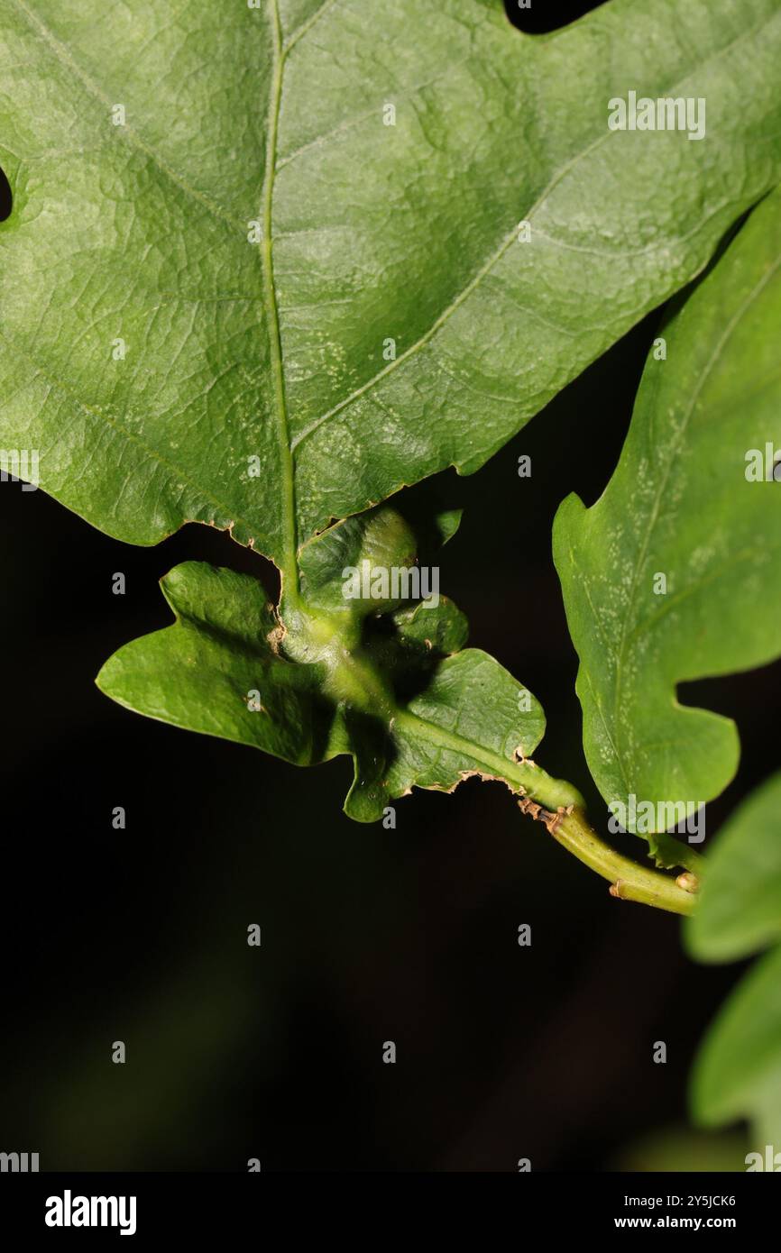 Oak Curved-leaf Gall Wasp (Andricus curvator) Insecta Stock Photo - Alamy