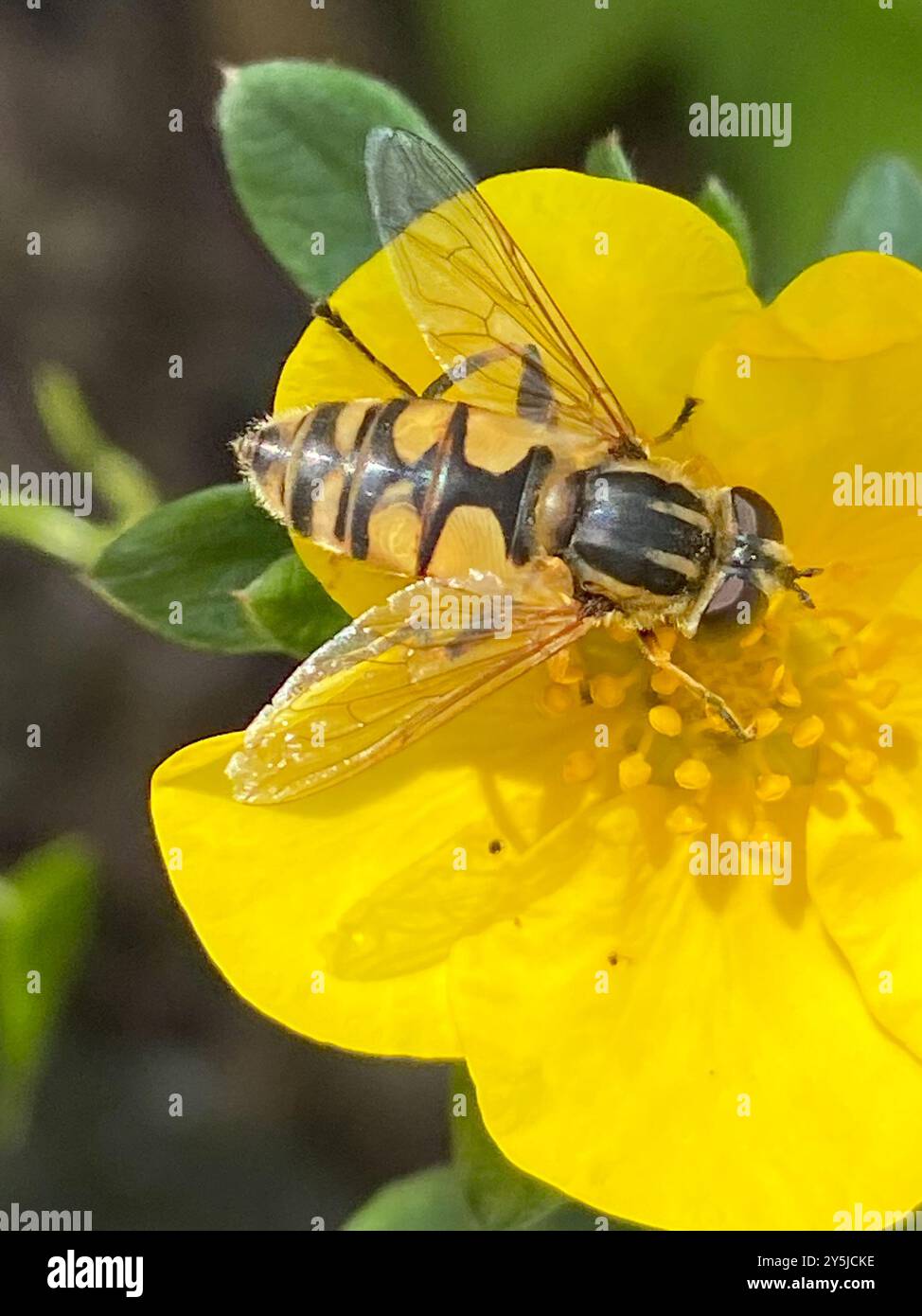 Woolly-tailed Marsh Fly (Helophilus hybridus) Insecta Stock Photo - Alamy