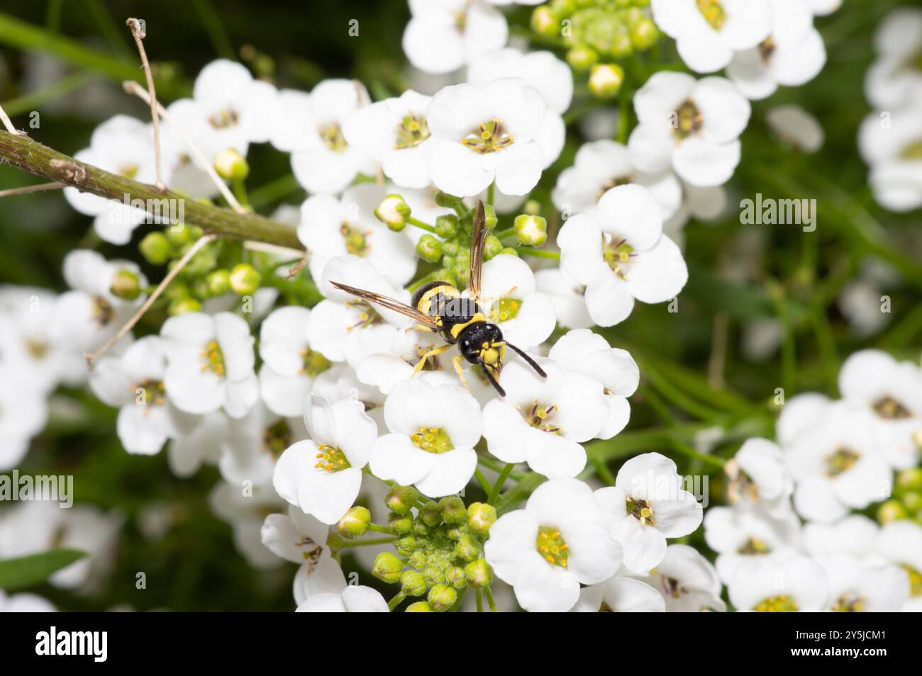 European tube wasp (Ancistrocerus gazella) Insecta Stock Photo - Alamy