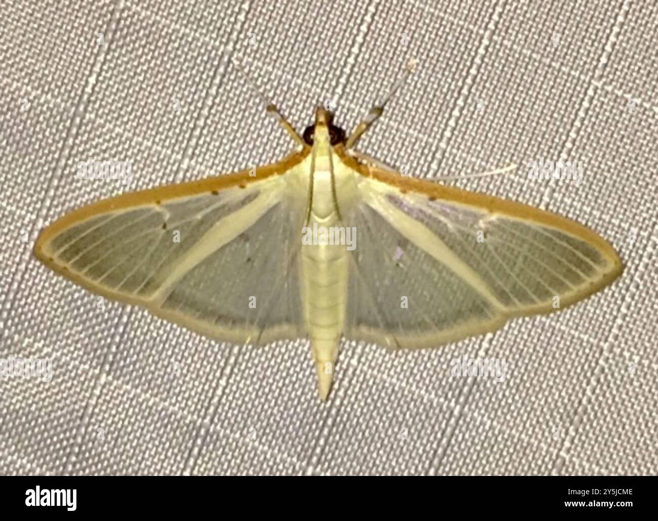 Four-spotted Palpita Moth (Palpita quadristigmalis) Insecta Stock Photo ...