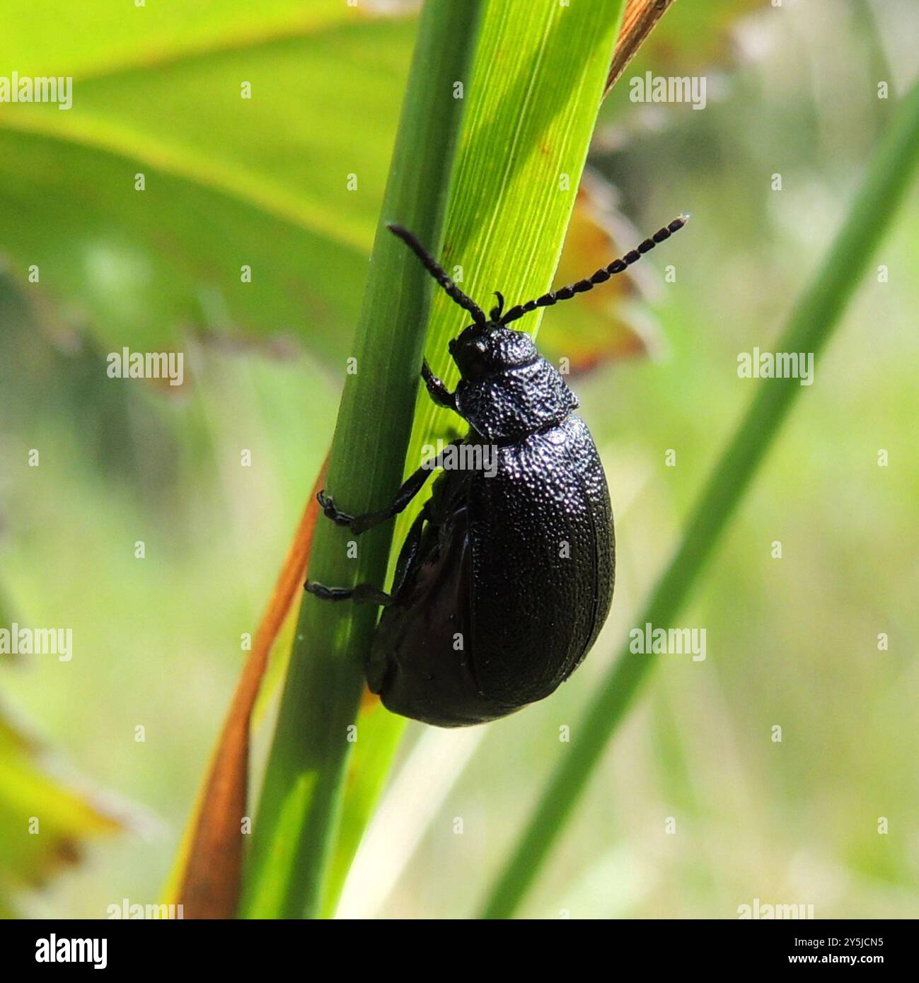 black-punctured leaf beetle (Galeruca tanaceti) Insecta Stock Photo - Alamy