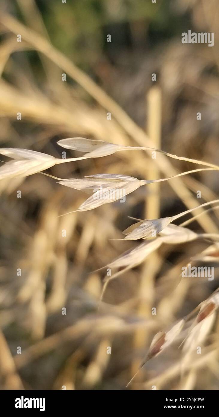 Japanese brome (Bromus japonicus) Plantae Stock Photo - Alamy