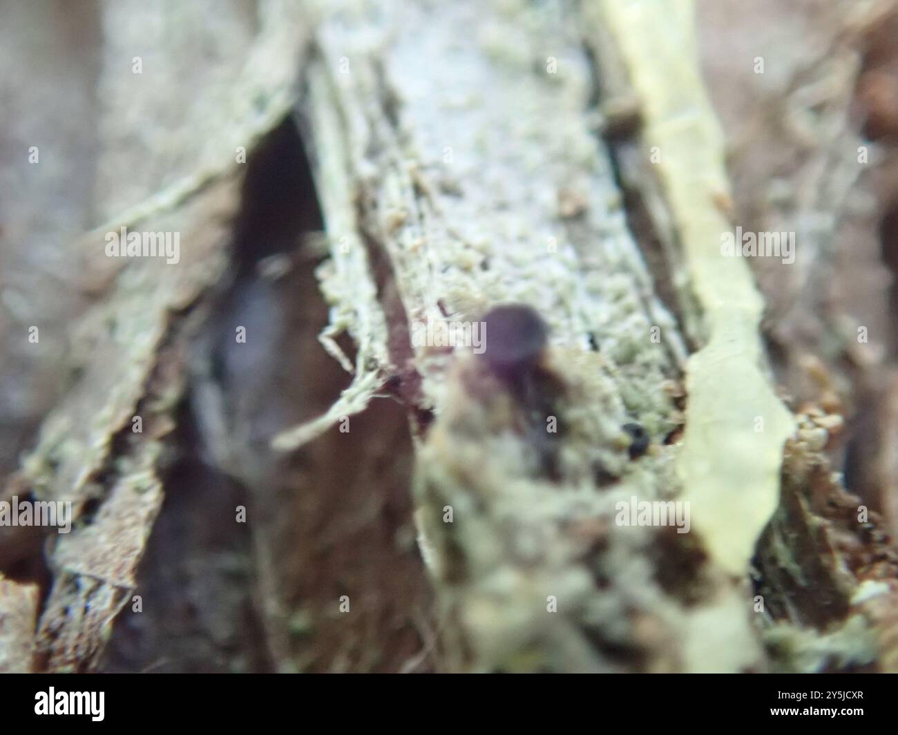 (Lopadium disciforme) Fungi Stock Photo - Alamy