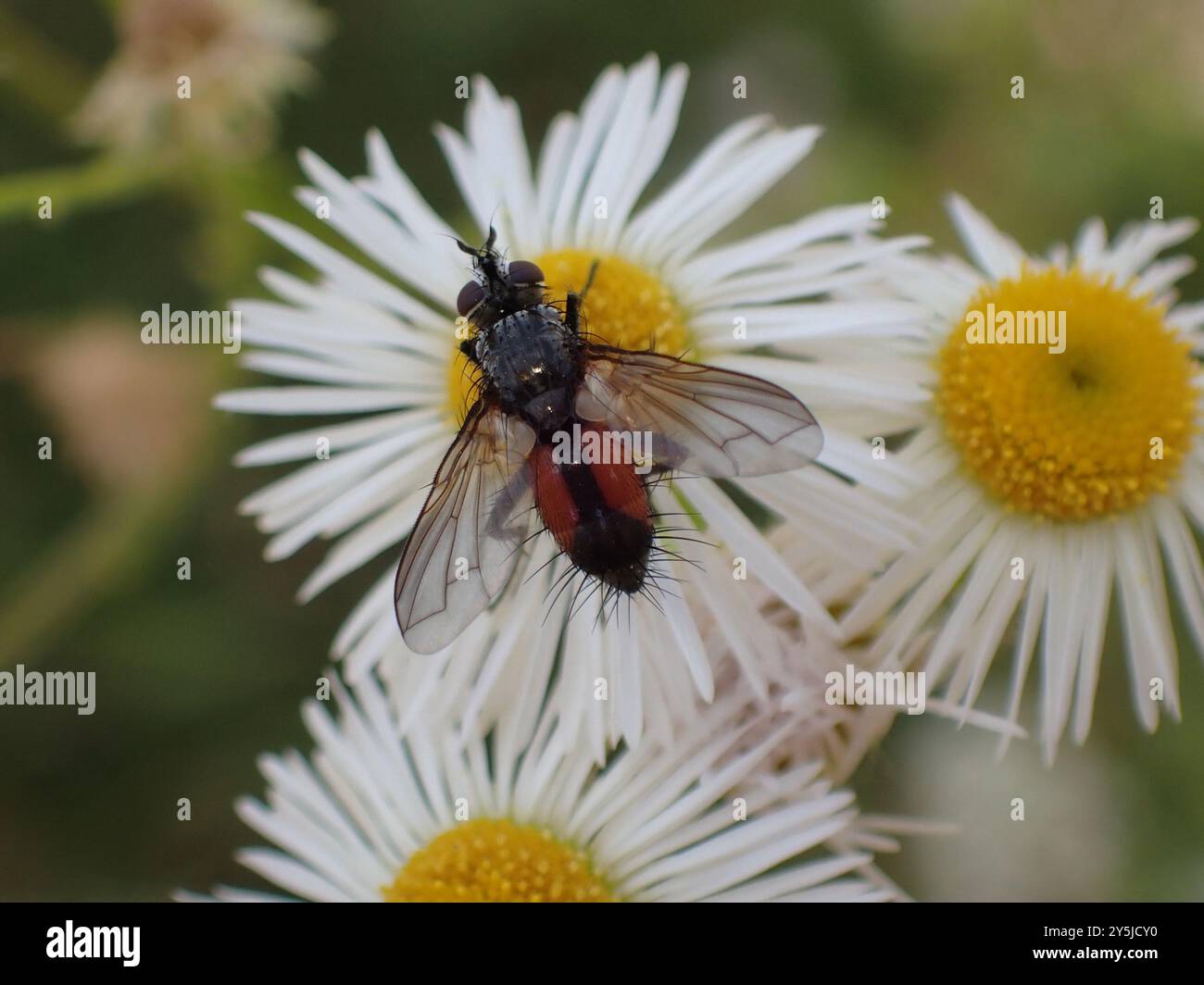 Red Spotted Parasite Fly (Eriothrix rufomaculata) Insecta Stock Photo ...