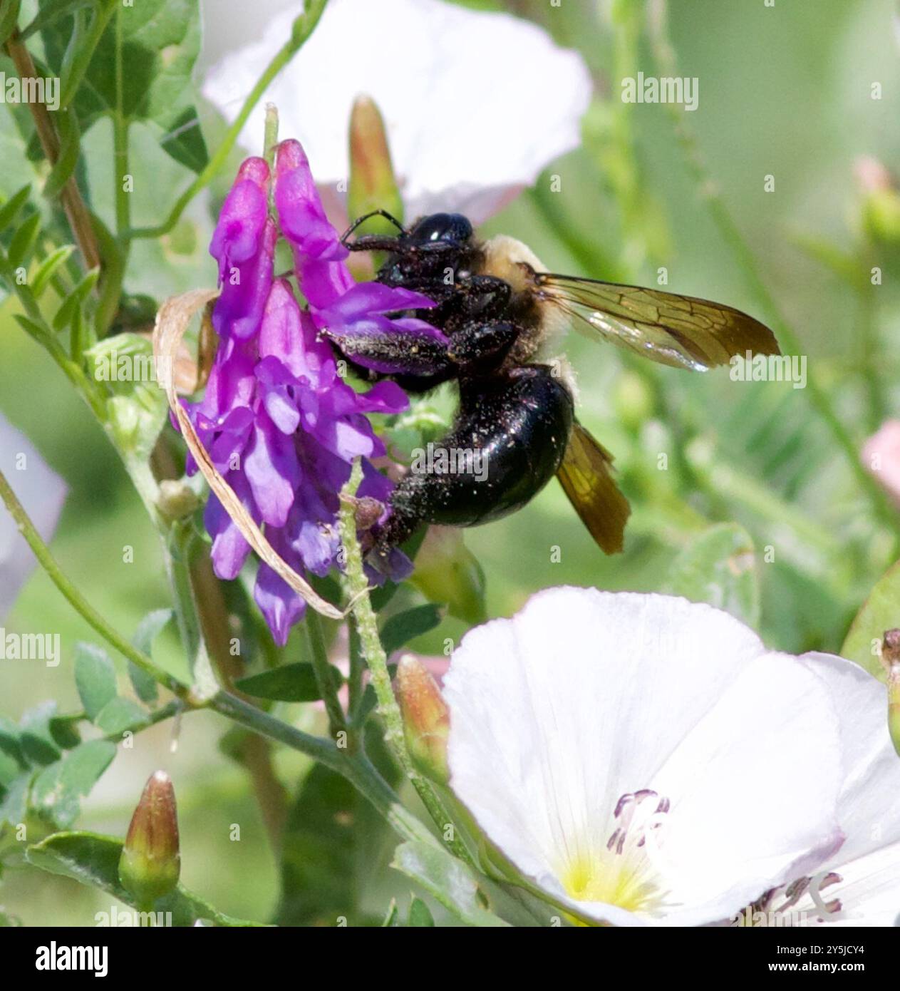 Eastern Carpenter Bee (Xylocopa virginica) Insecta Stock Photo - Alamy