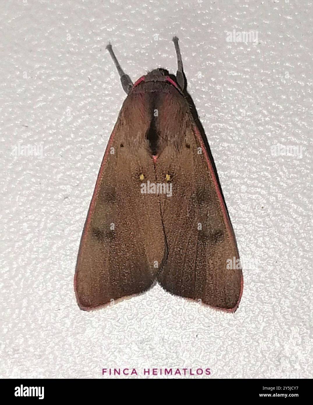 (Melese incertus) Insecta Stock Photo - Alamy