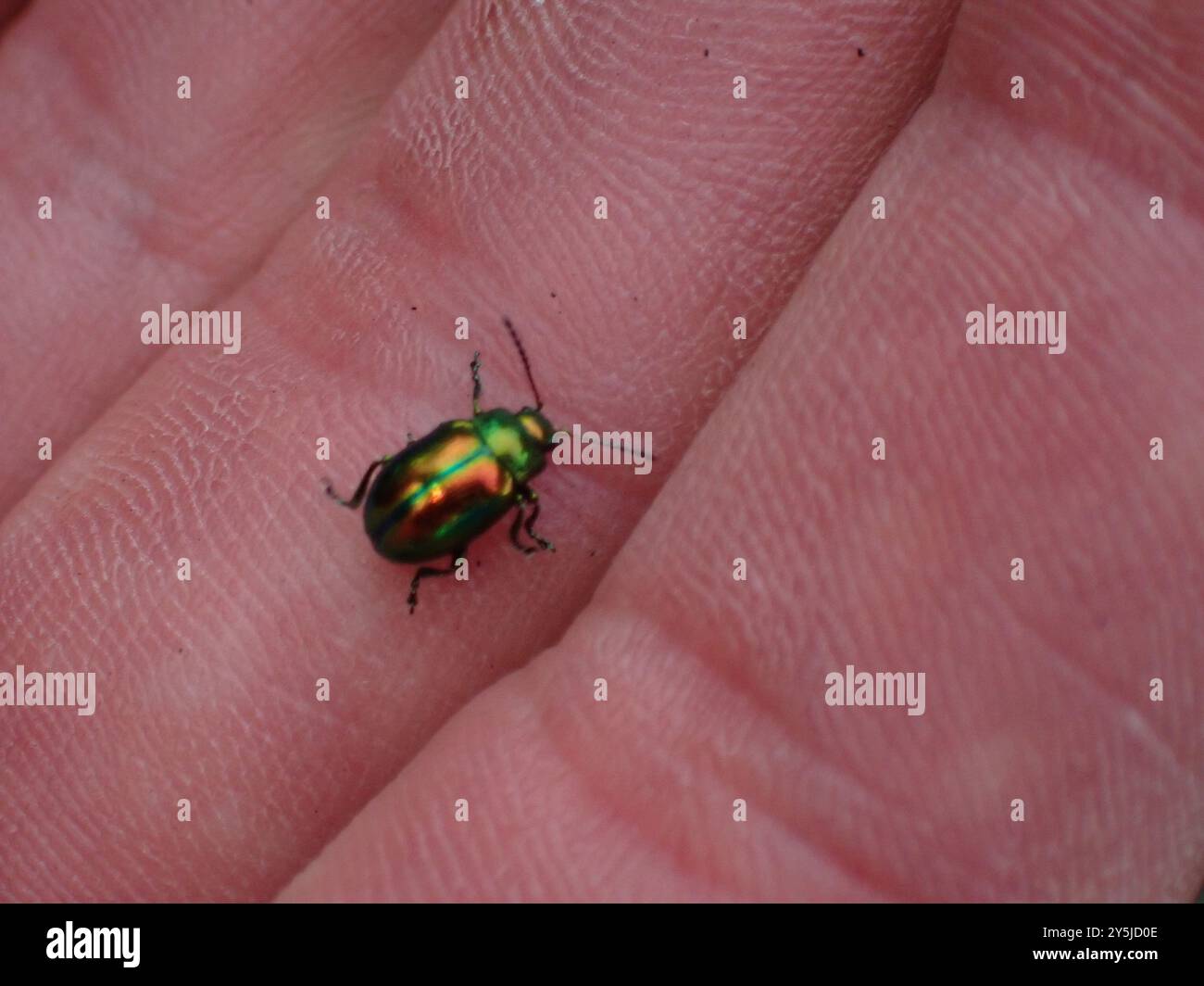 Dead-nettle Leaf Beetle (Fasta fastuosa) Insecta Stock Photo - Alamy