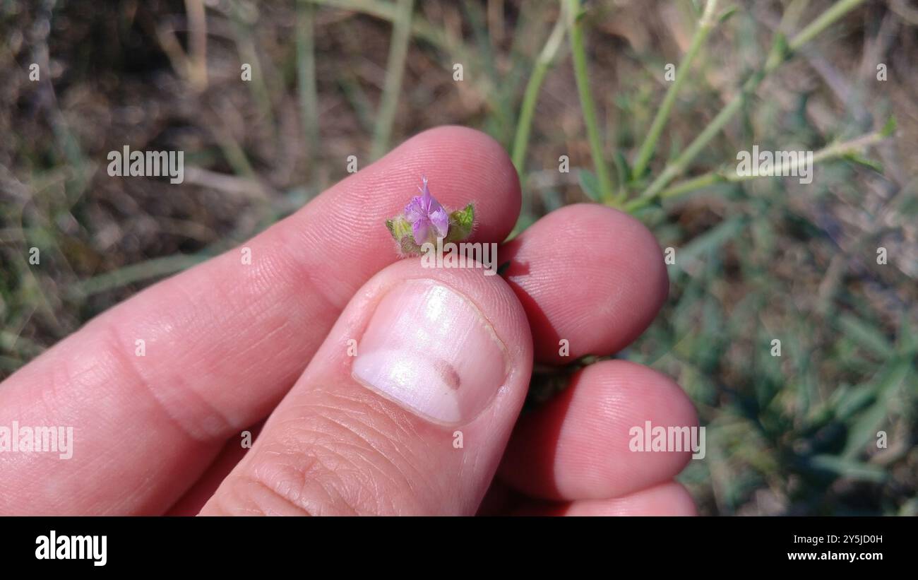 Narrowleaf Four o'Clock (Mirabilis linearis) Plantae Stock Photo - Alamy