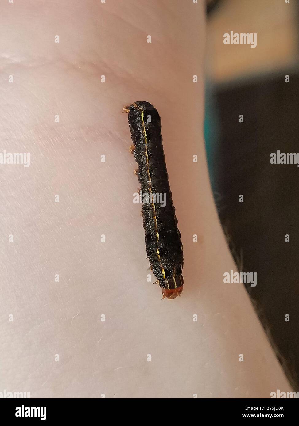 Yellow-striped Armyworm Moth (Spodoptera ornithogalli) Insecta Stock ...