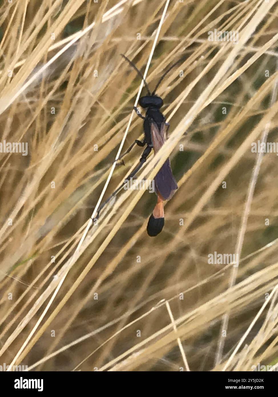(Ammophila placida) Insecta Stock Photo - Alamy