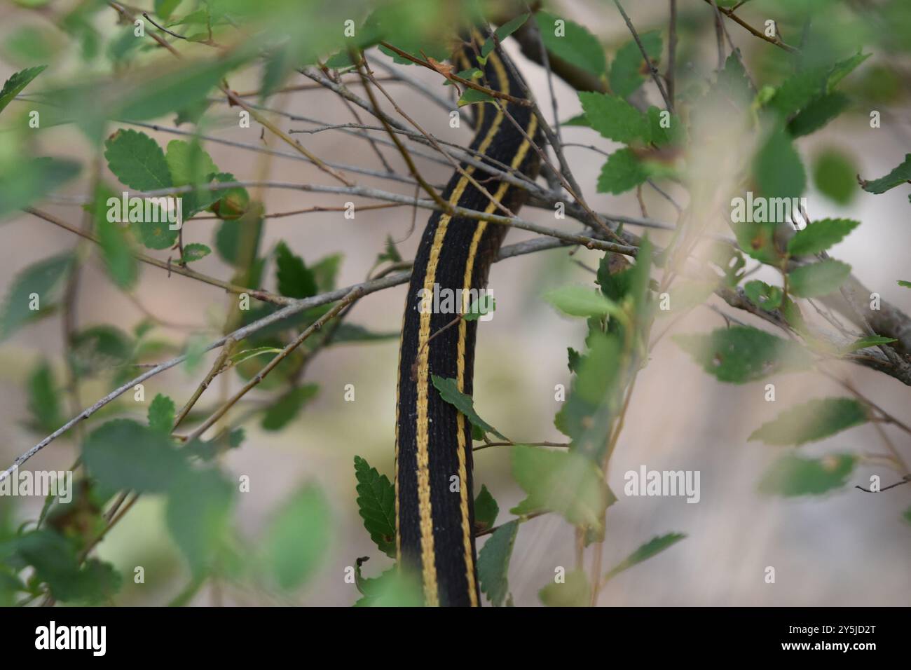 Northern Ribbon Snake (Thamnophis saurita septentrionalis) Reptilia ...