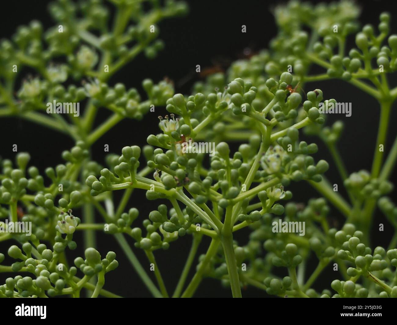 Chinese Wingleaf Prickly Ash (Zanthoxylum avicennae) Plantae Stock ...