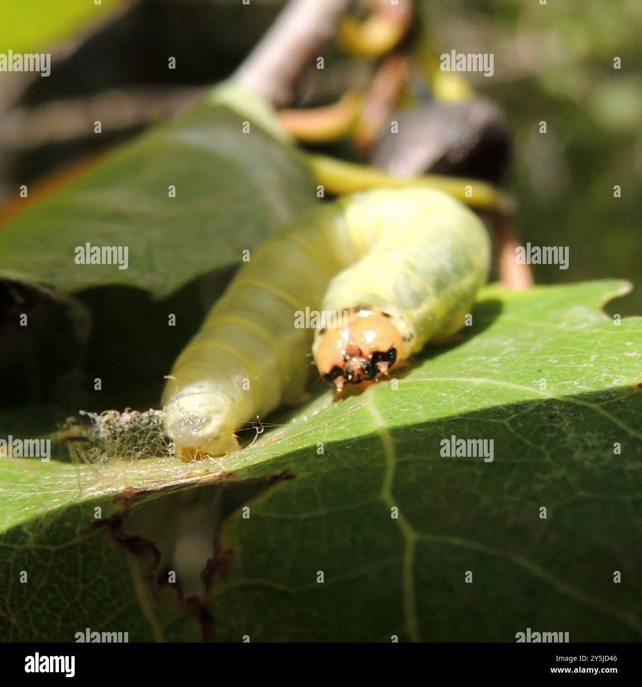 Butterflies and Moths (Lepidoptera) Insecta Stock Photo - Alamy
