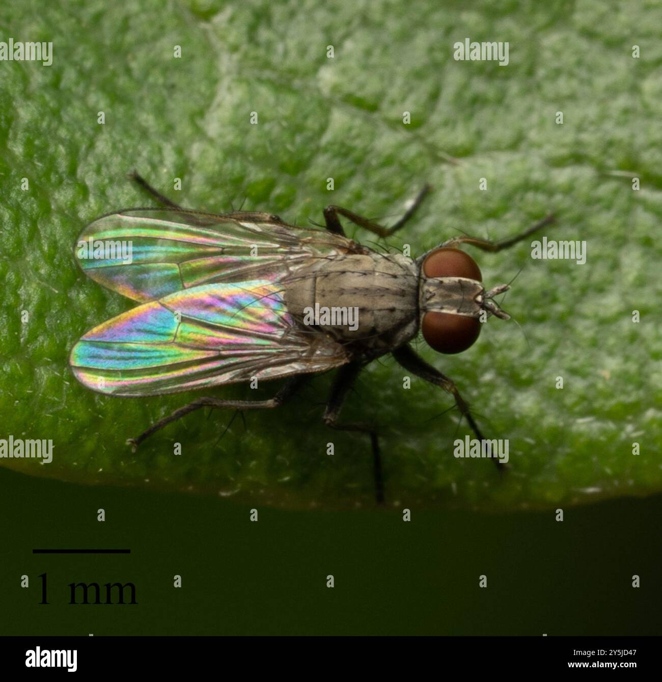 Muscoid Flies (Muscoidea) Insecta Stock Photo - Alamy