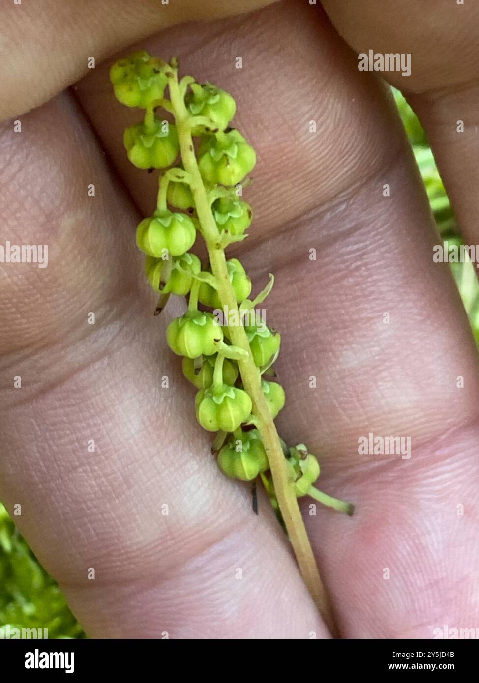 one-sided wintergreen (Orthilia secunda) Plantae Stock Photo - Alamy