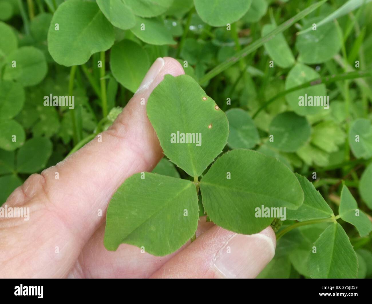 Alsike clover (Trifolium hybridum) Plantae Stock Photo - Alamy